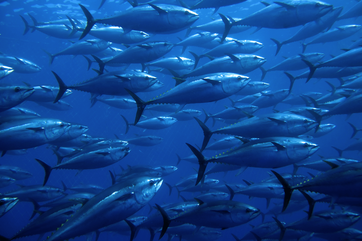 Tuna Fishing in San Diego: 10 Tips for Catching Bluefin