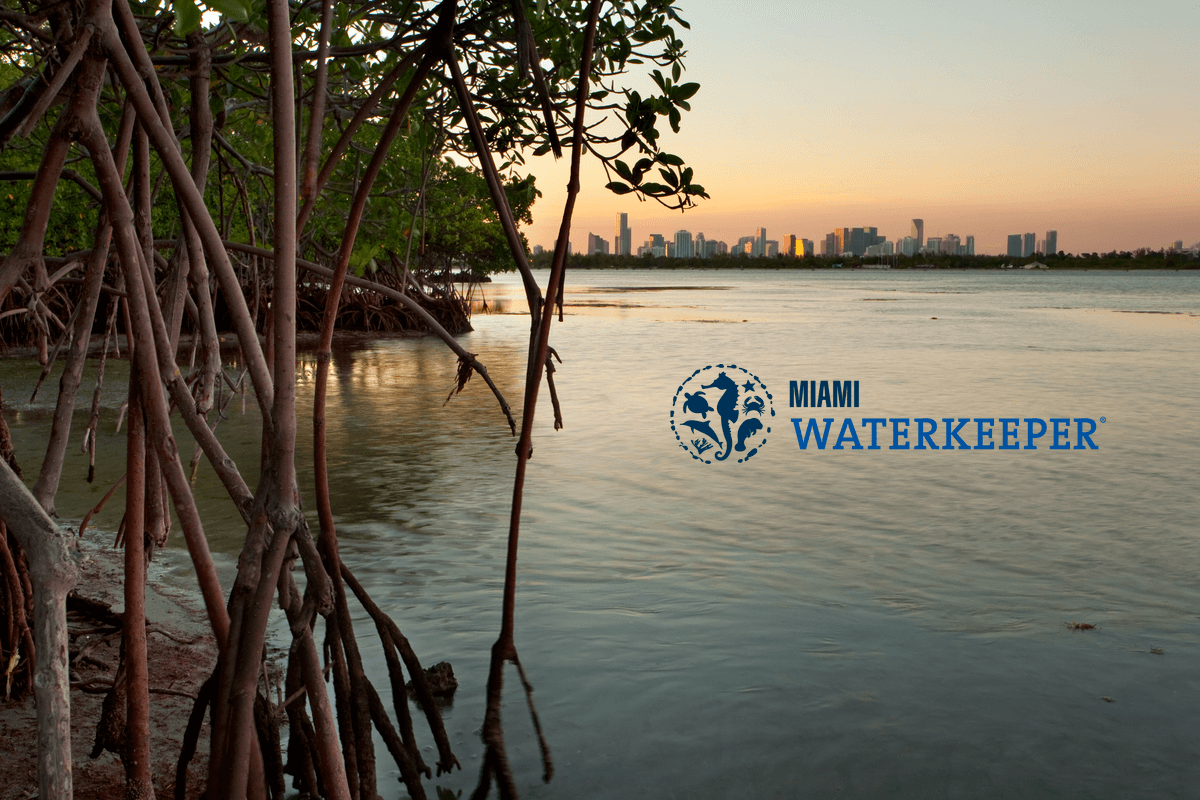 Miami Waterkeeper: Protecting the Water You Love | Boatsetter