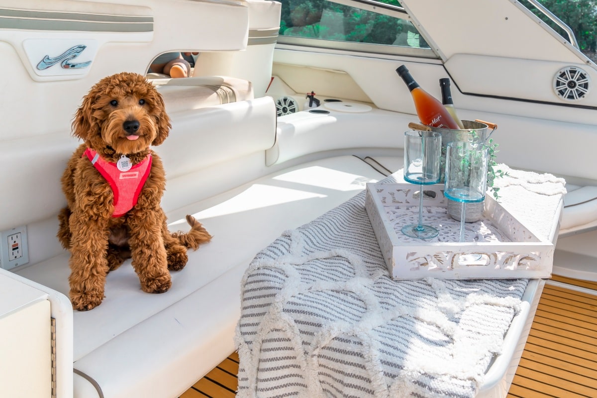 Boating with Dogs: Tips for Taking a Dog on a Boat (Boat Rentals)