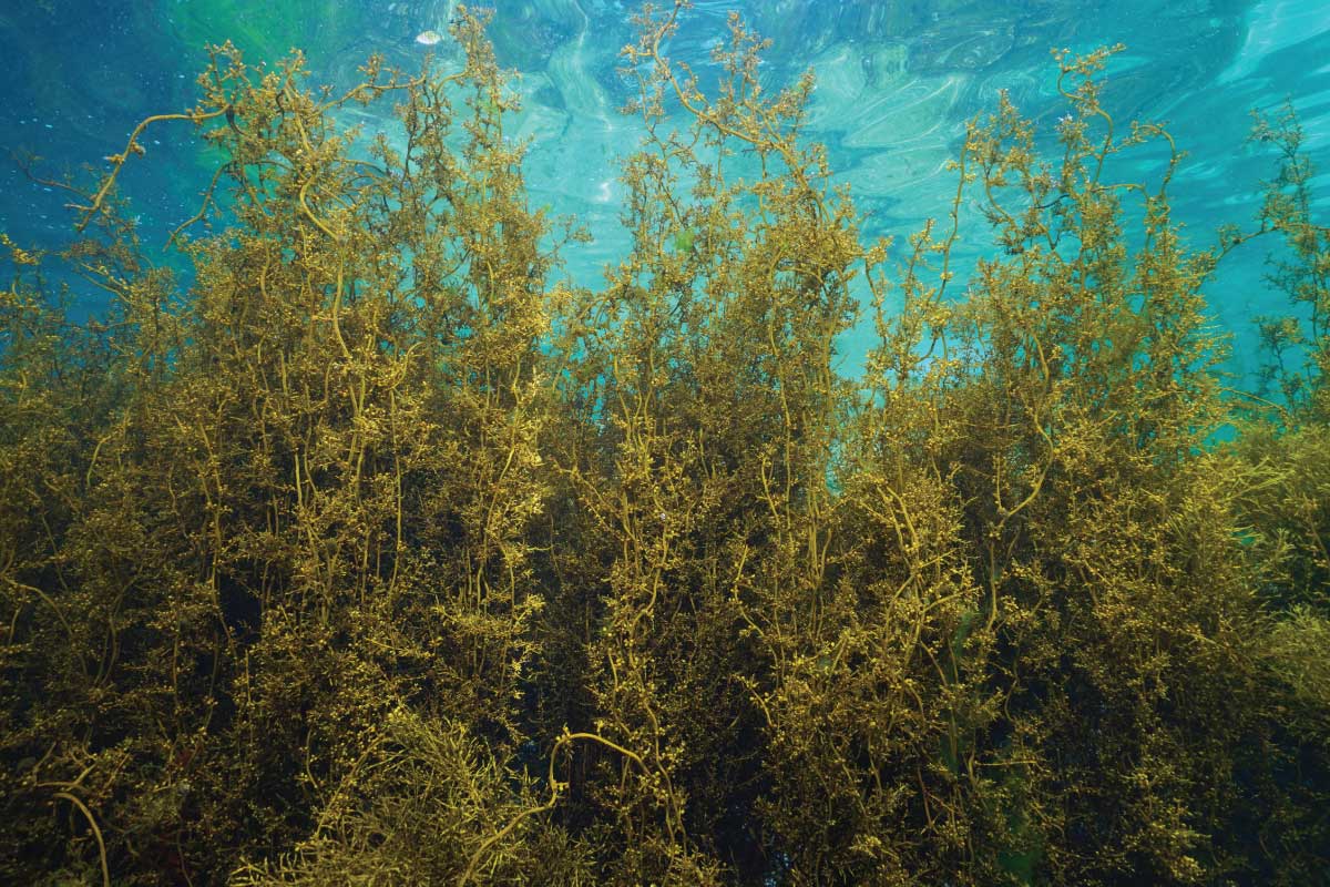 Clean, Drain, Dry: Stop the Spread of Aquatic Invasive Species