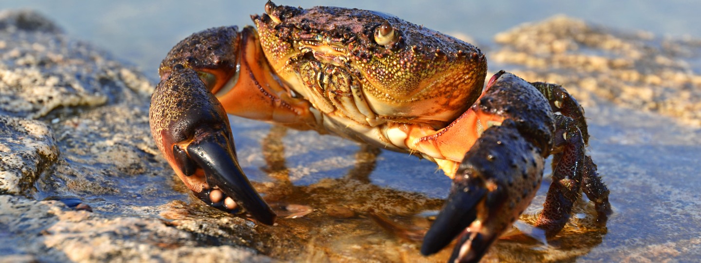 Best Crabbing Locations in Florida: Where to Catch Stone Crabs