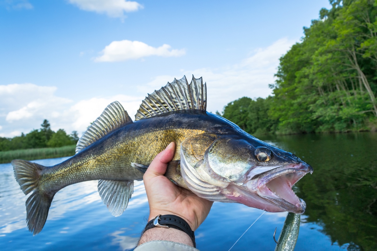 Discover Virginia's 5 Best Fishing Spots (Lakes)