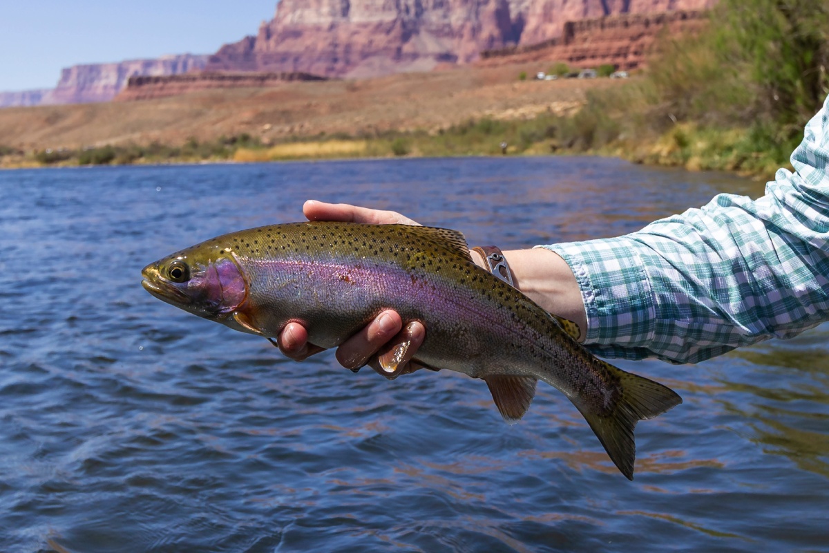 Best Fishing Lakes in Arizona: Uncover the Hidden Gems