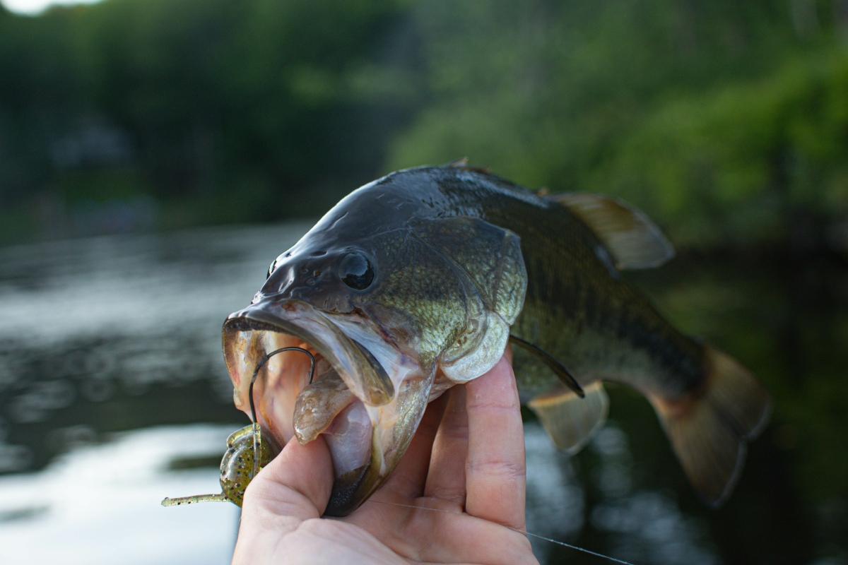 Discover Connecticut's Best Fishing Spots