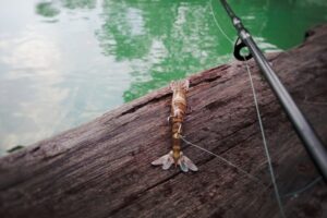 Fishing Bait 101: Choosing the Best Bait for a Successful Catch
