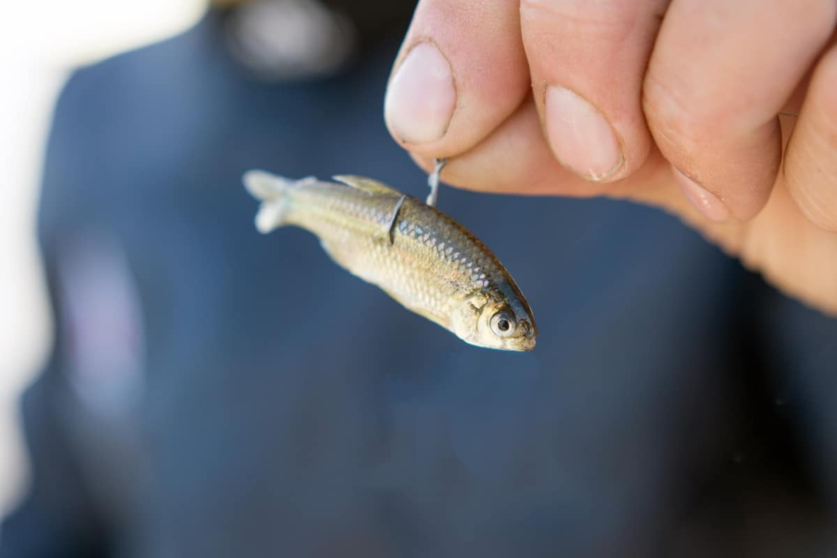 Fishing Bait 101: Choosing the Best Bait for a Successful Catch